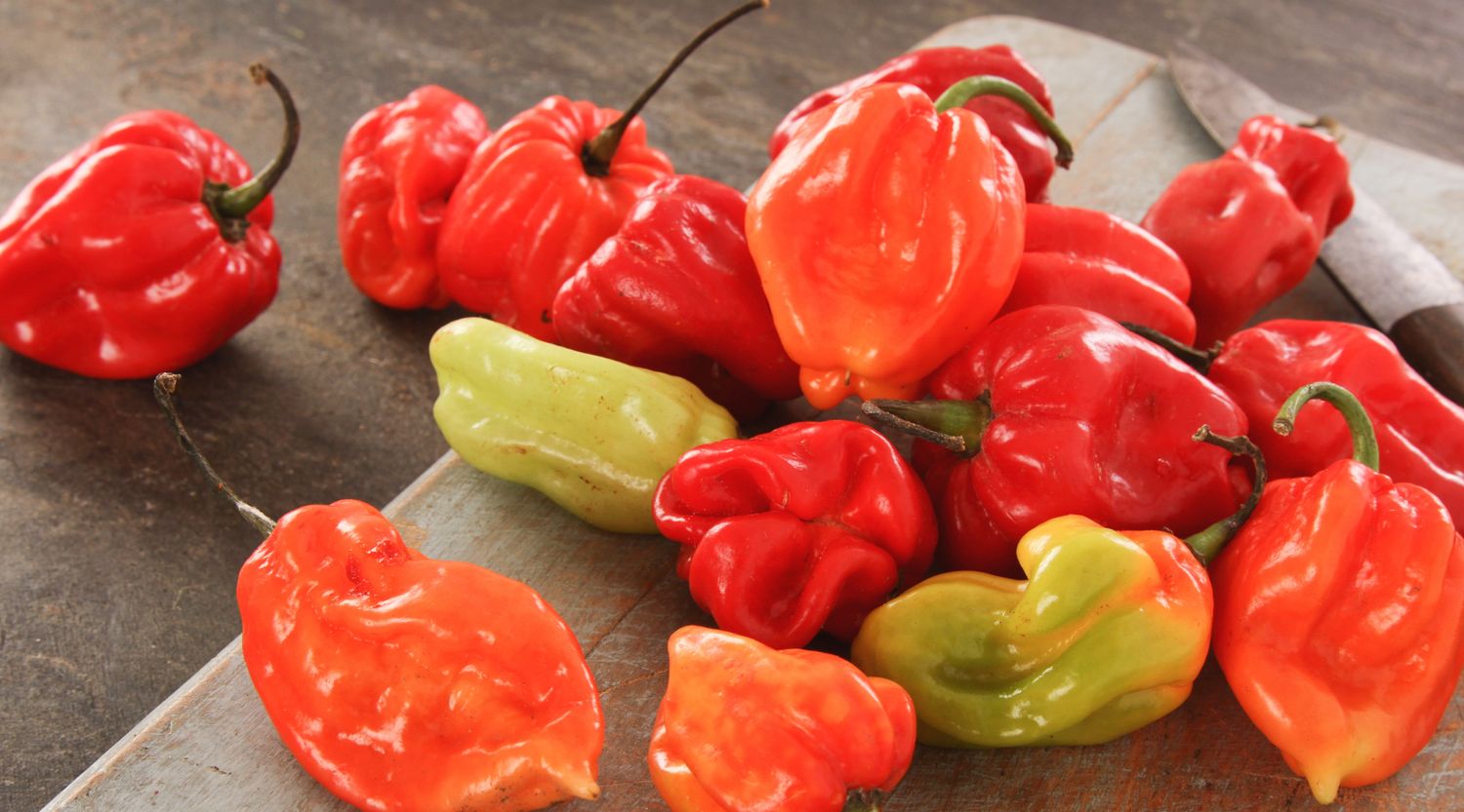 Chilli Pepper Breeding: How to create your own Chilli Variety – www ...